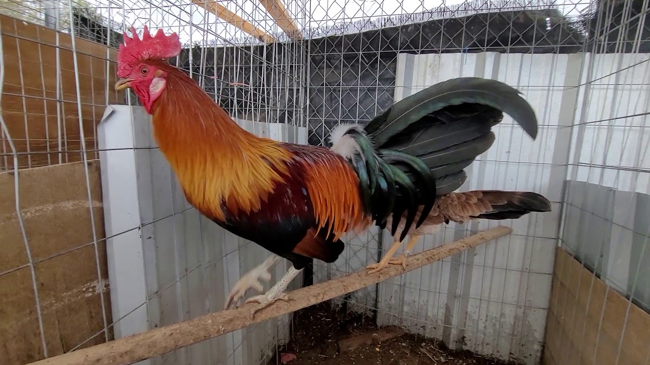Blueface Brood Cock With Yellow Leg Hatch Hen... Gallo Blueface Con ...