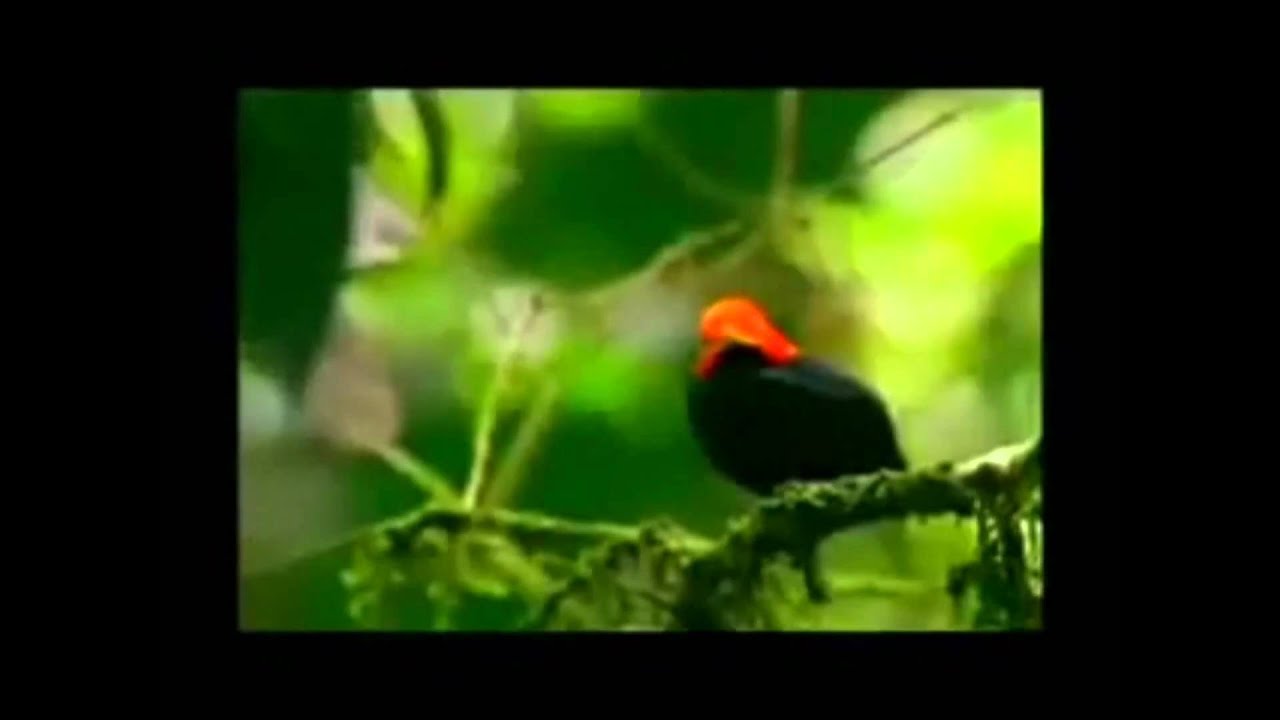 Moonwalking Bird - Billie Jean - YouTube