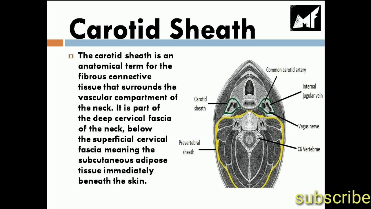How to study Carotid Sheath - YouTube