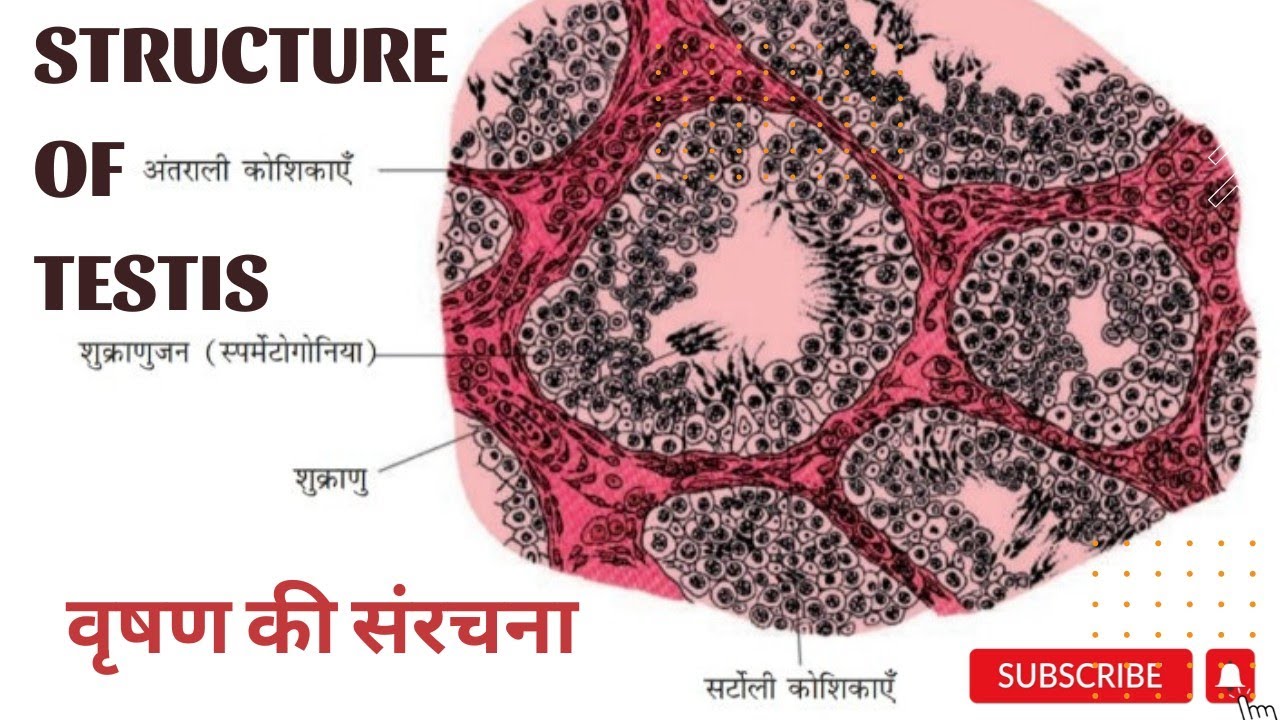 Testis Structure in Hindi, वृषण की संरचना, class 12, Sandeep sir ...
