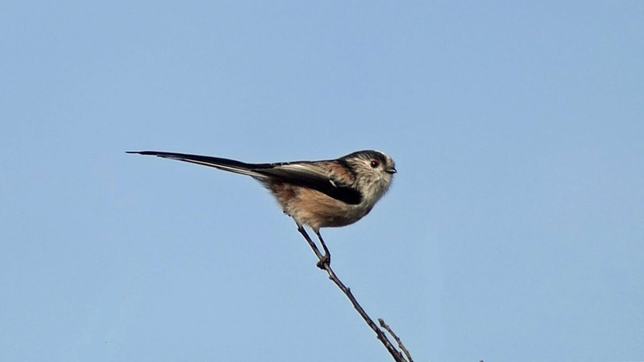 Long-Tailed Tit Call | Bird Song - YouTube