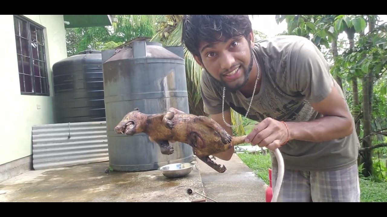 How to Clean a Manicou (Opossum) Step-by-Step. - YouTube