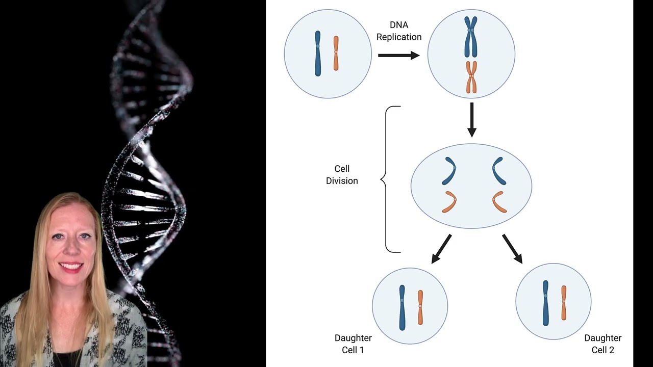 Intro to DNA replication - YouTube