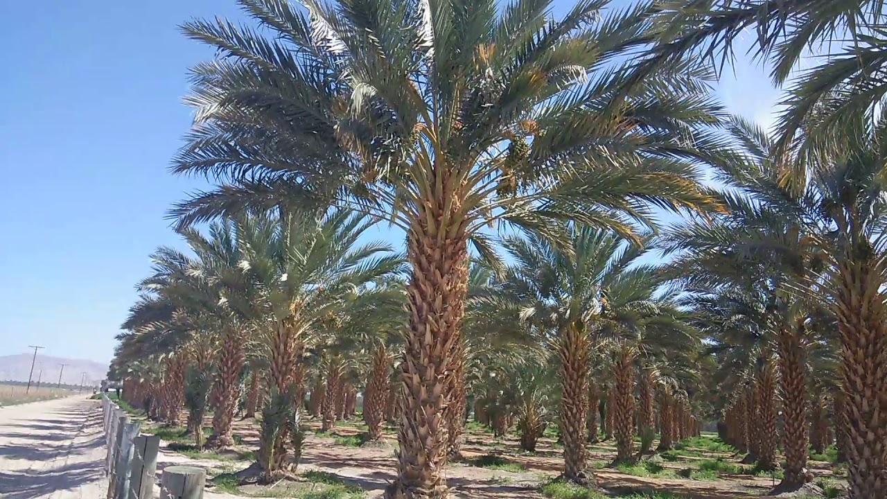 Palmas de datiles - YouTube