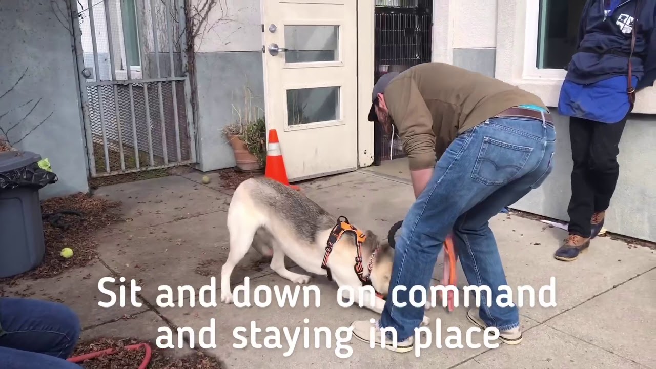 Canine Good Training with Debbie DeMello - Starring Hailey - YouTube