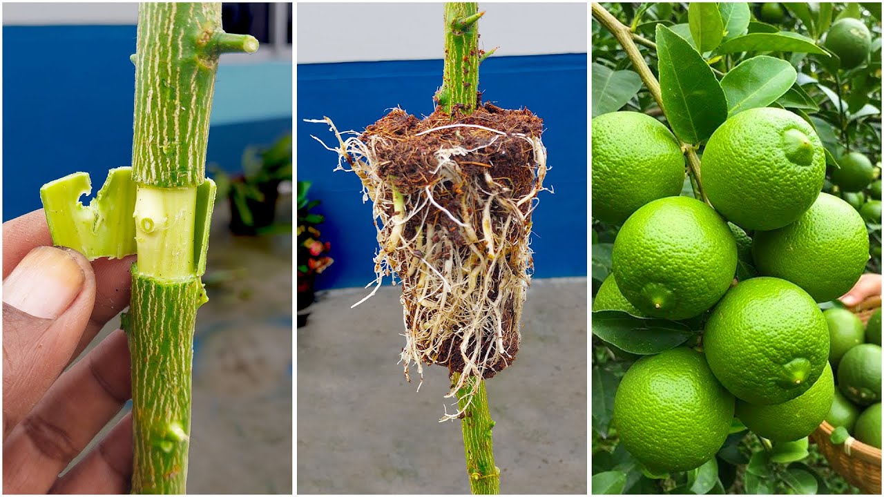 How to grow lemon plant at home by air layering || Best & easy method ...