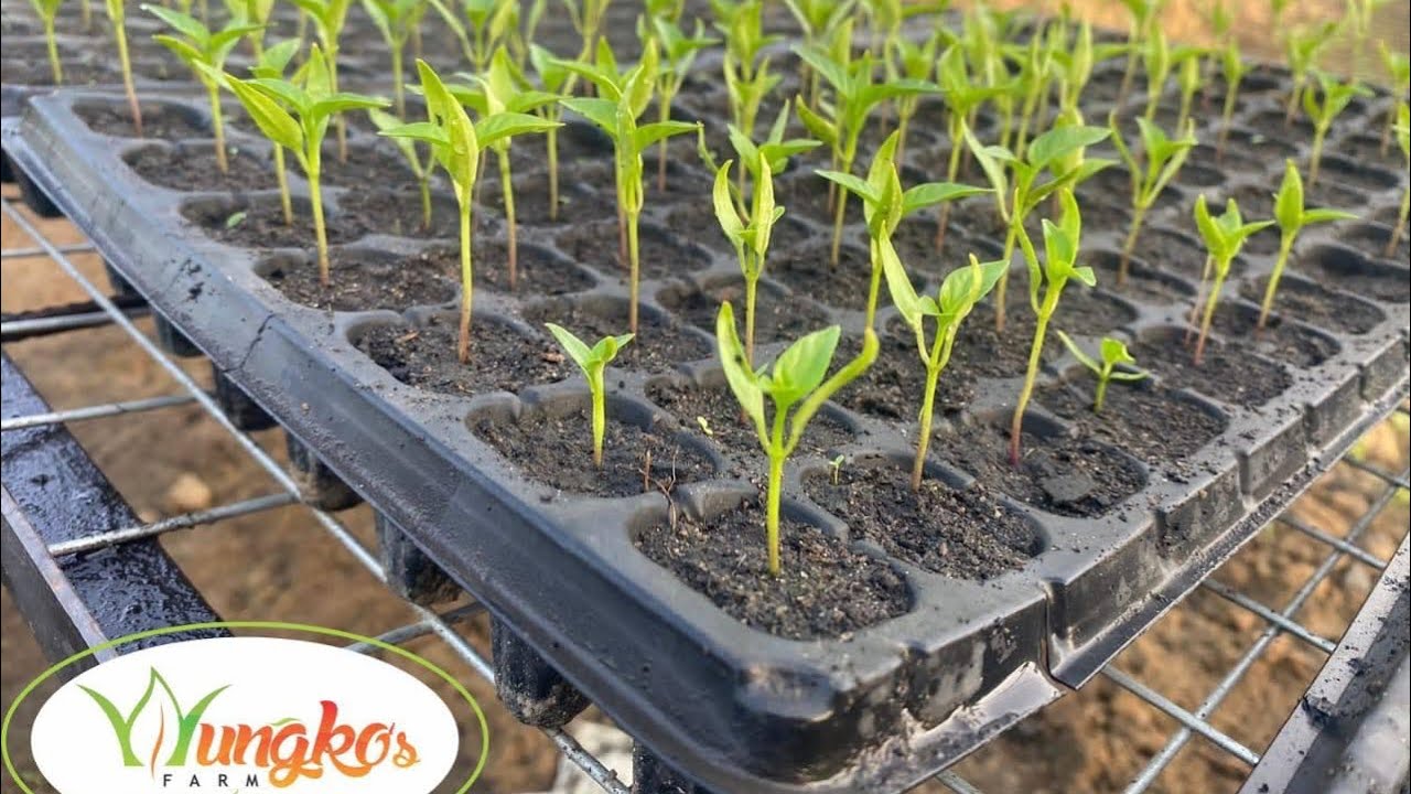 The Largest Farm in Liberia: Wungko’s Farm #liberiatours #Liberia - YouTube