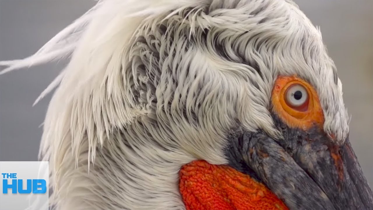 Abnormally Large Creatures That Actually Exist - YouTube