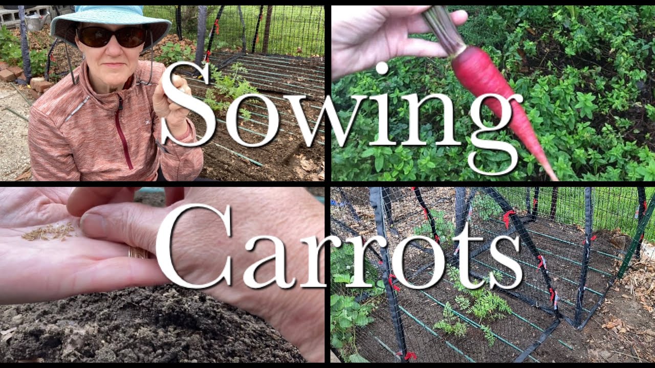 How to Sow Carrot Seeds 101 | Carrots Series Episode 1 - YouTube