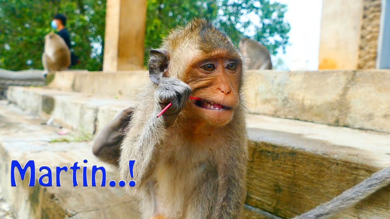 Grown Up Monkey Martin Keeps Good Relationship With Malida - YouTube