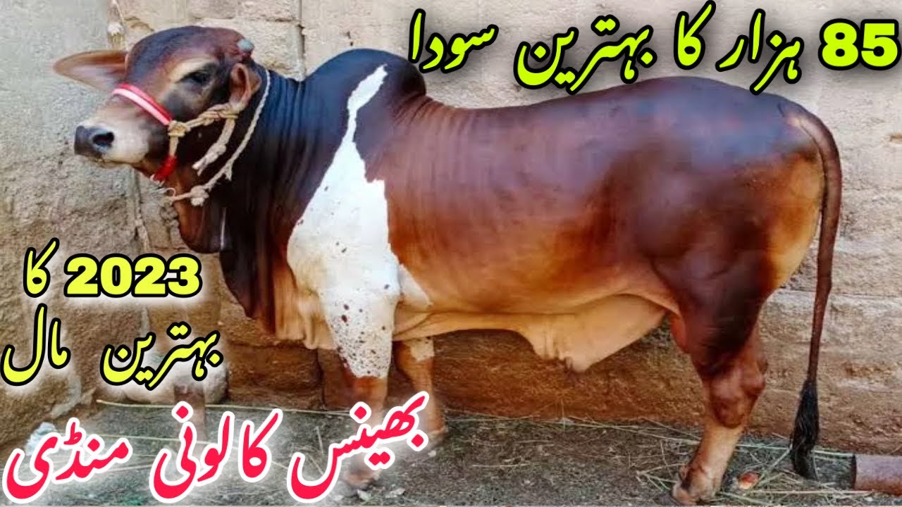 Bhains colony cow mandi rates update 16-nov-2022| bhains colony mandi ...