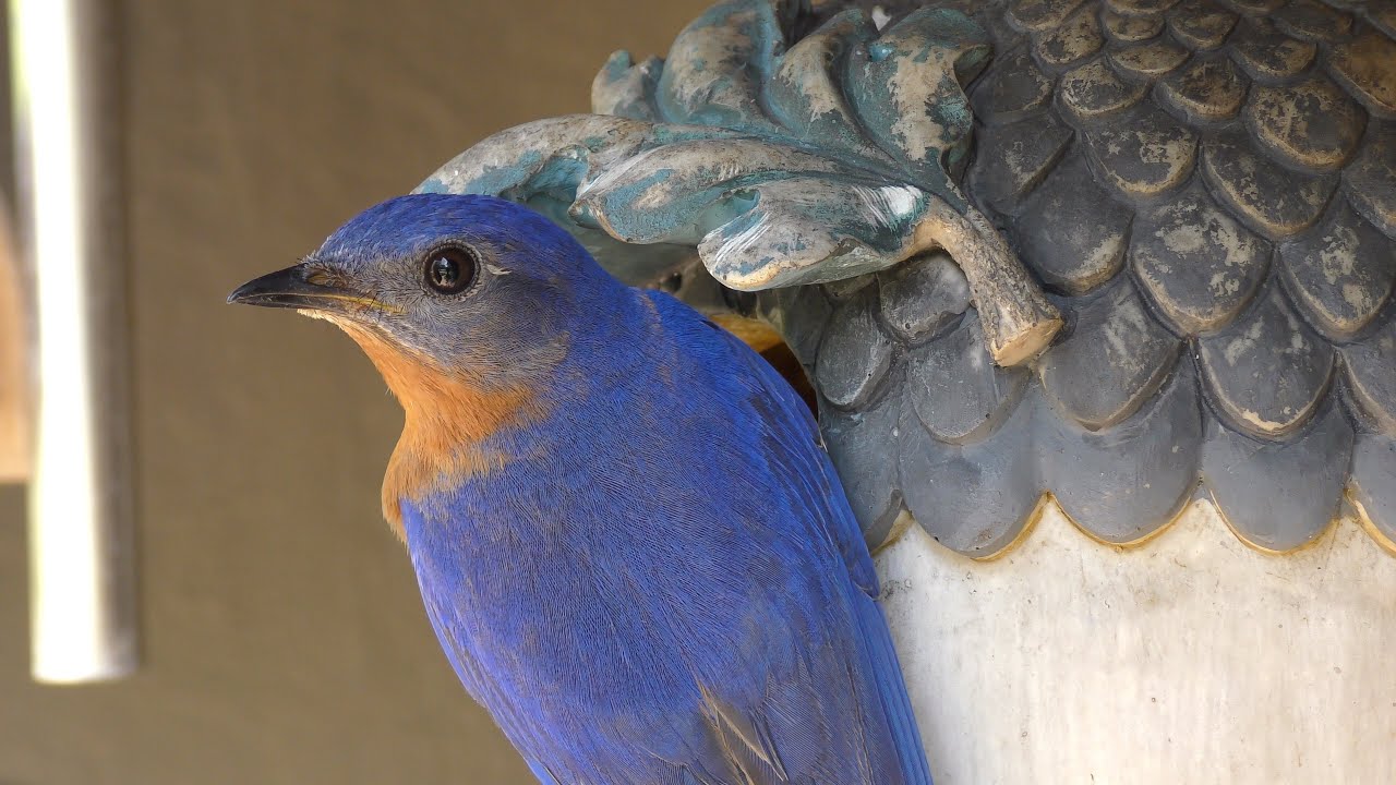 Blue Bird Close Up FYV - YouTube