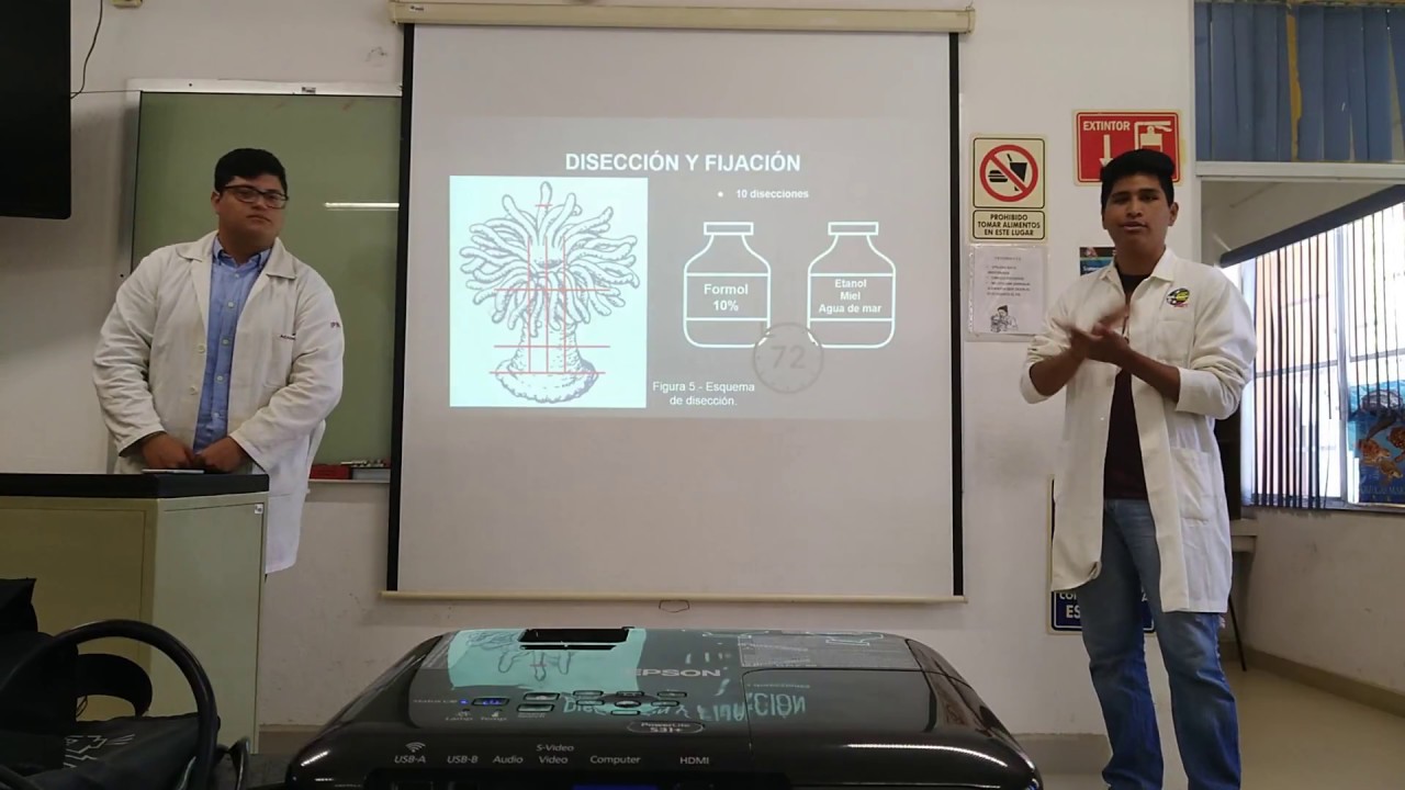 Exposición Anémona Bunodosoma californicum - 18-I TV - YouTube