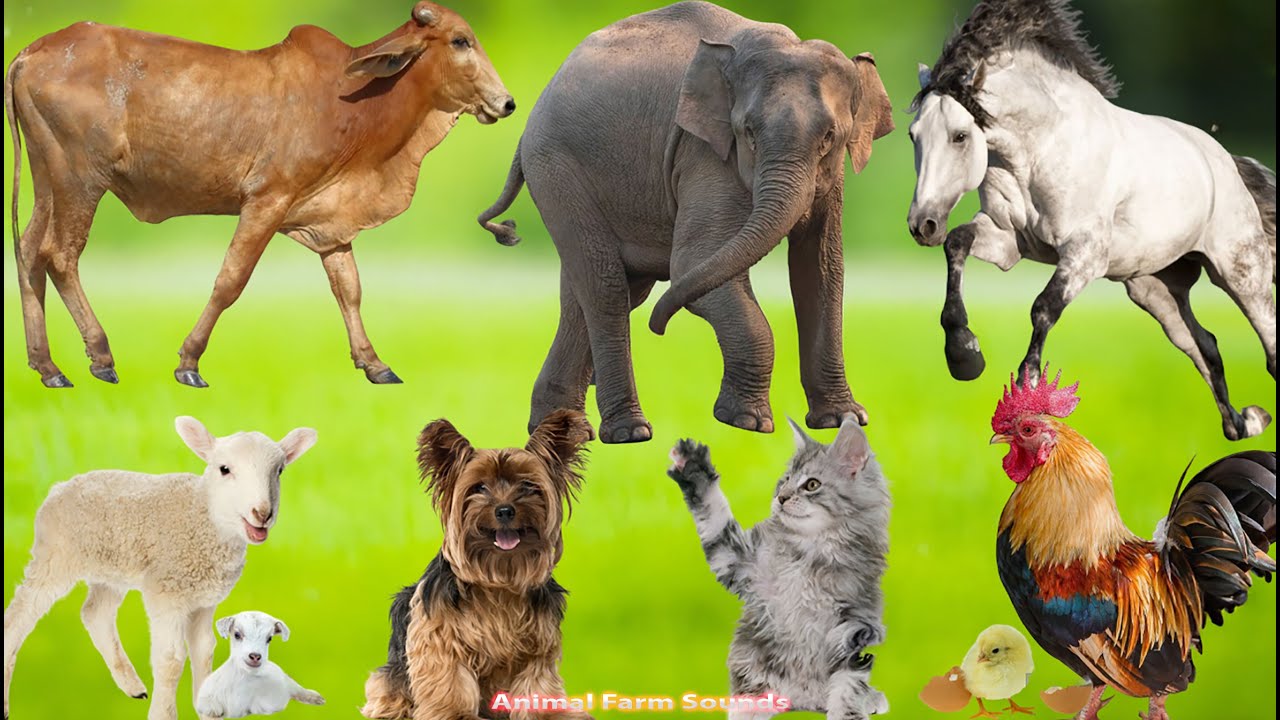 Farm Animal Food: Dog, Cow, Rabbit, Cat, Elephant, Chicken, Duck, Goat ...