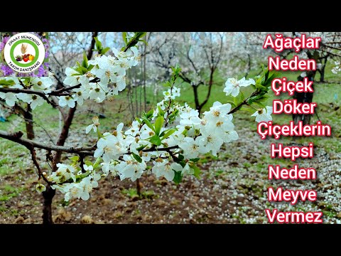Ağaçlar Neden Çiçek Döker🌸Çiçeklerin Hepsi Neden Meyve Vermez🌺Üzüm Gibi Meyve Yetiştirme Tüyoları