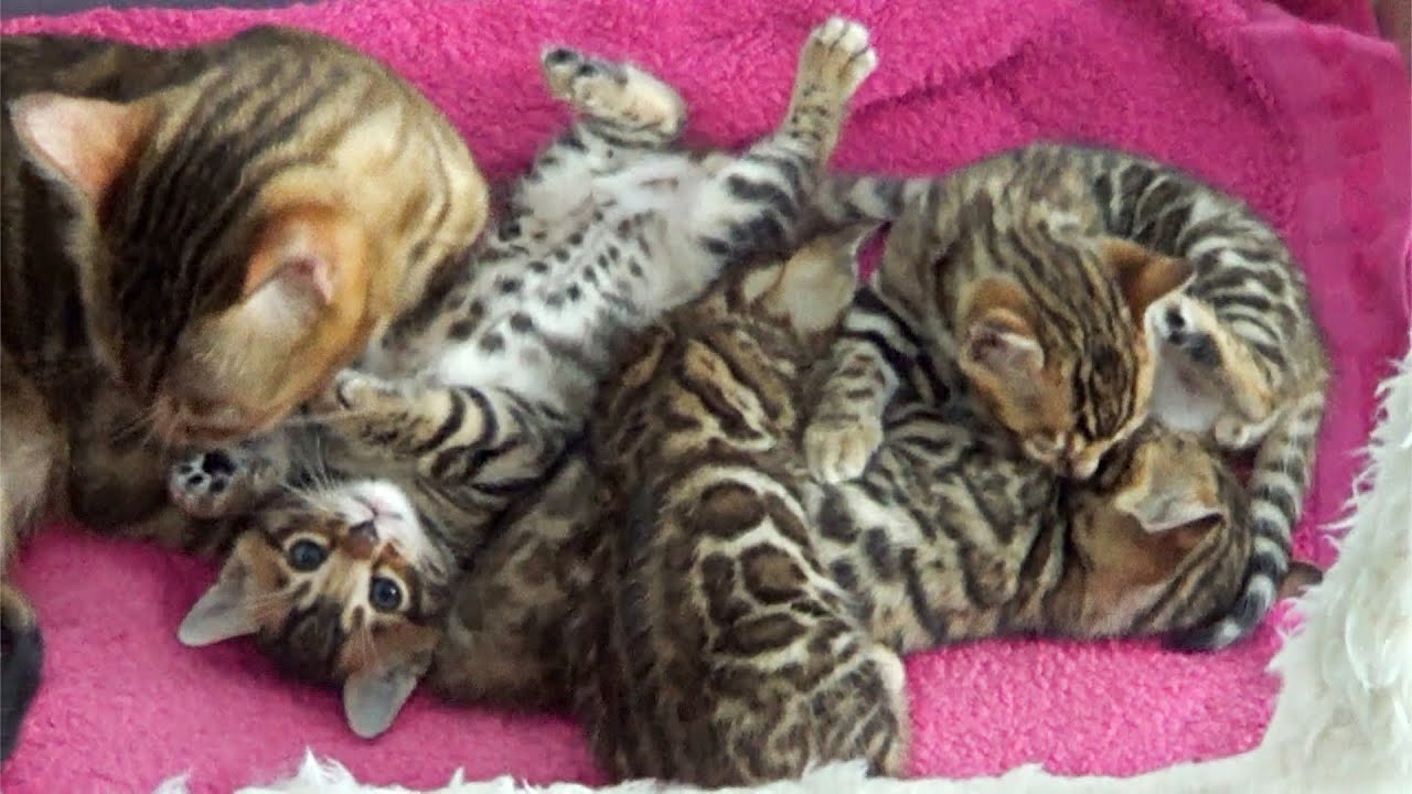 These kittens are very talkative to mommy - YouTube