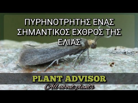 Πυρηνοτρήτης‼️Ενας Σημαντικός Εχθρός της Ελιάς‼️Σωστή Αντιμετώπιση ‼ ...