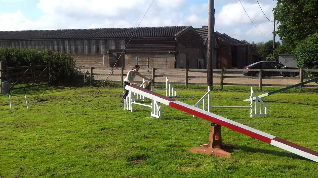 Greyhound agility - YouTube
