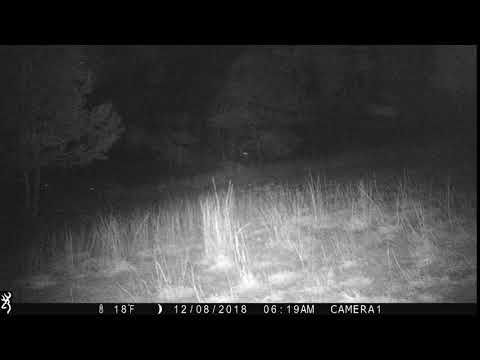 Mountain Lion Chasing Deer 12 8 18 6:20 AM