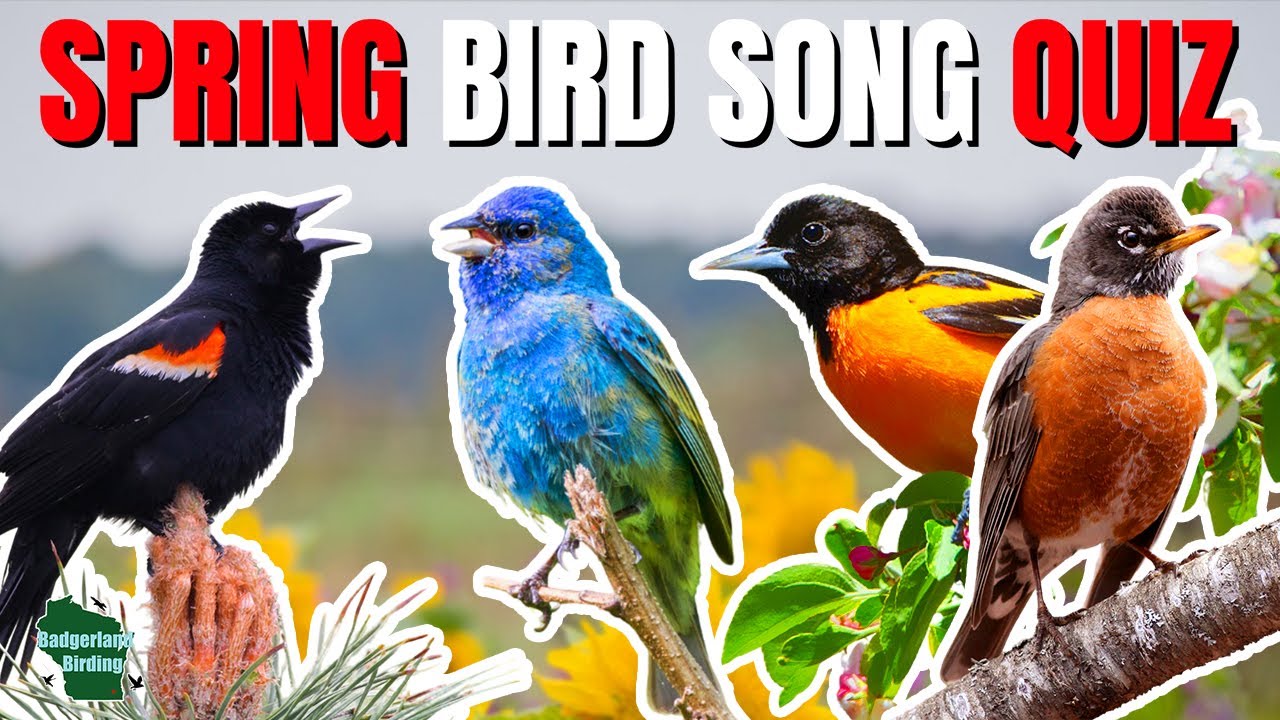 Can You Identify These 30 Spring Bird Songs? (Quiz) - YouTube
