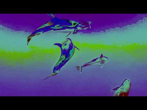 Trippy Dolphin - YouTube