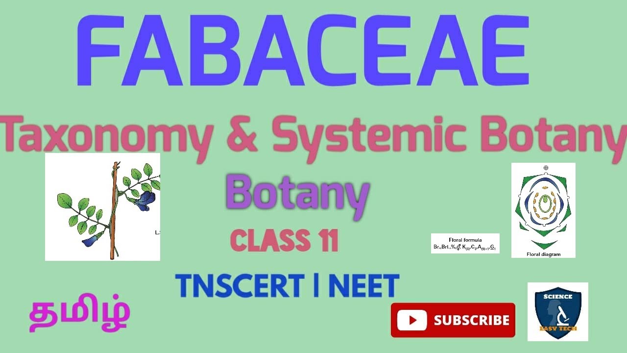 Fabaceae in Tamil | Taxonomy & Systematic Botany I Botany I Class 11 | TNSCERT | NEET - YouTube