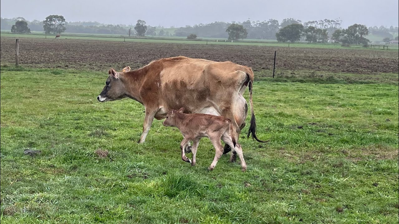 Sick little bull. Will he pull through? - YouTube
