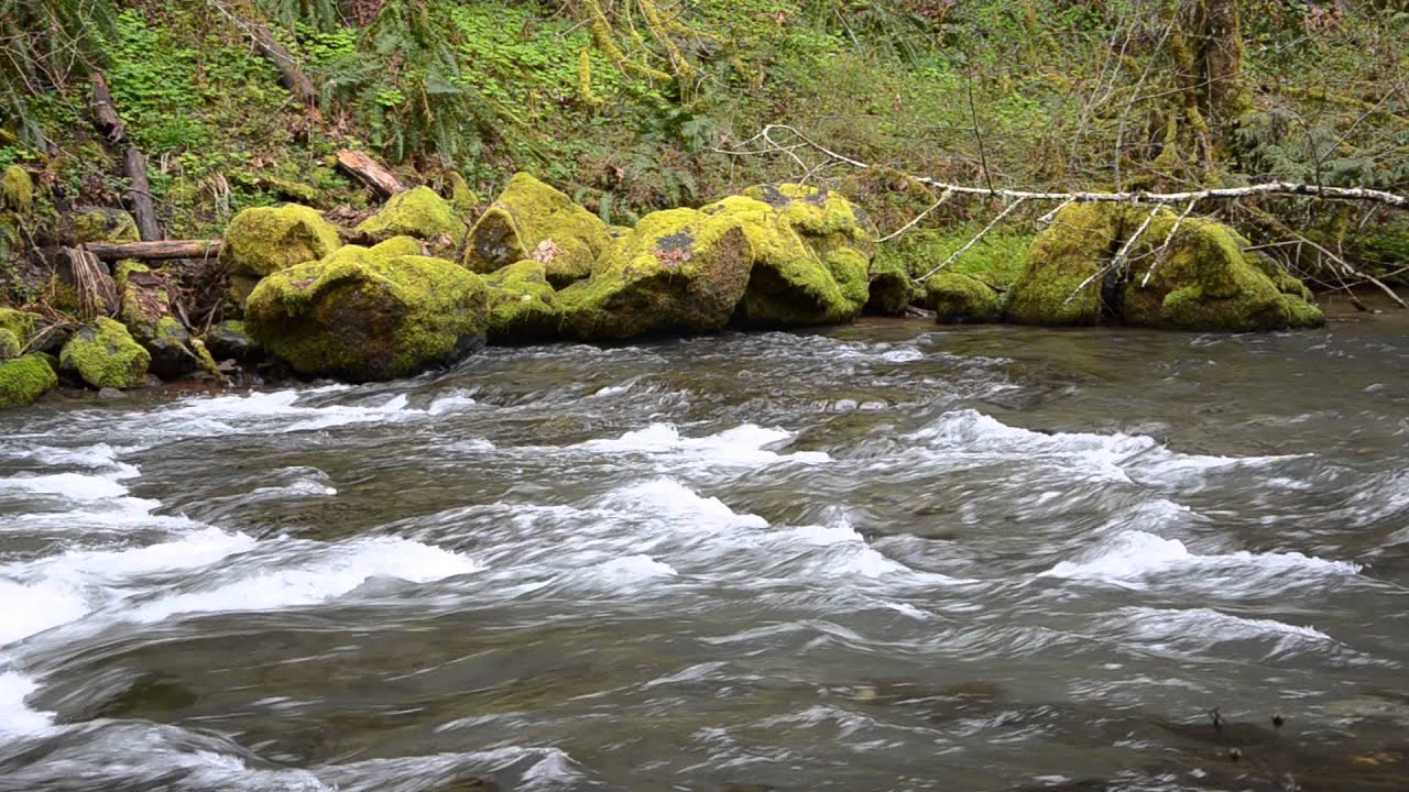 Tanner Creek at Henry Hagg Lake in Oregon - YouTube