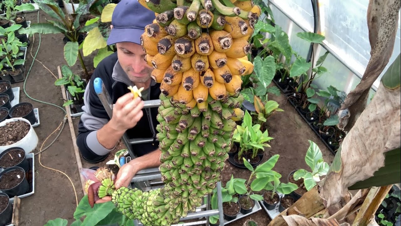 Swojskie banany Musa Kluai Roi Wi - Thousand Fingers - Chiliocarpa ,17 ...