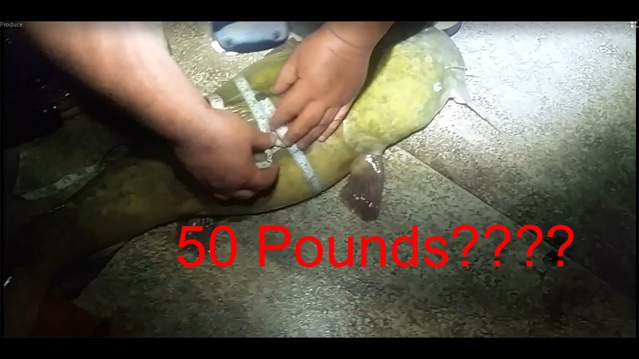 How to estimate the weight of any size catfish without a scale. - YouTube