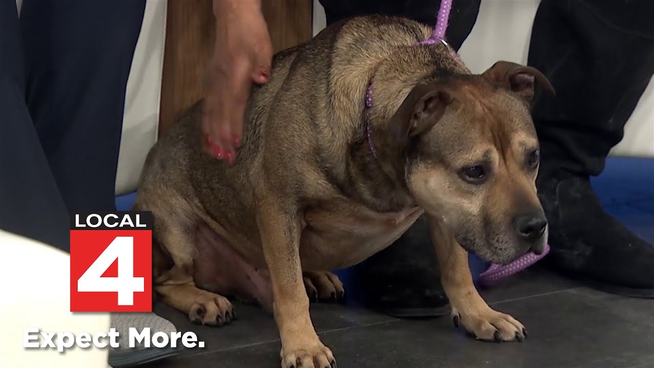 Pet of the Week: Meet Rambo - YouTube