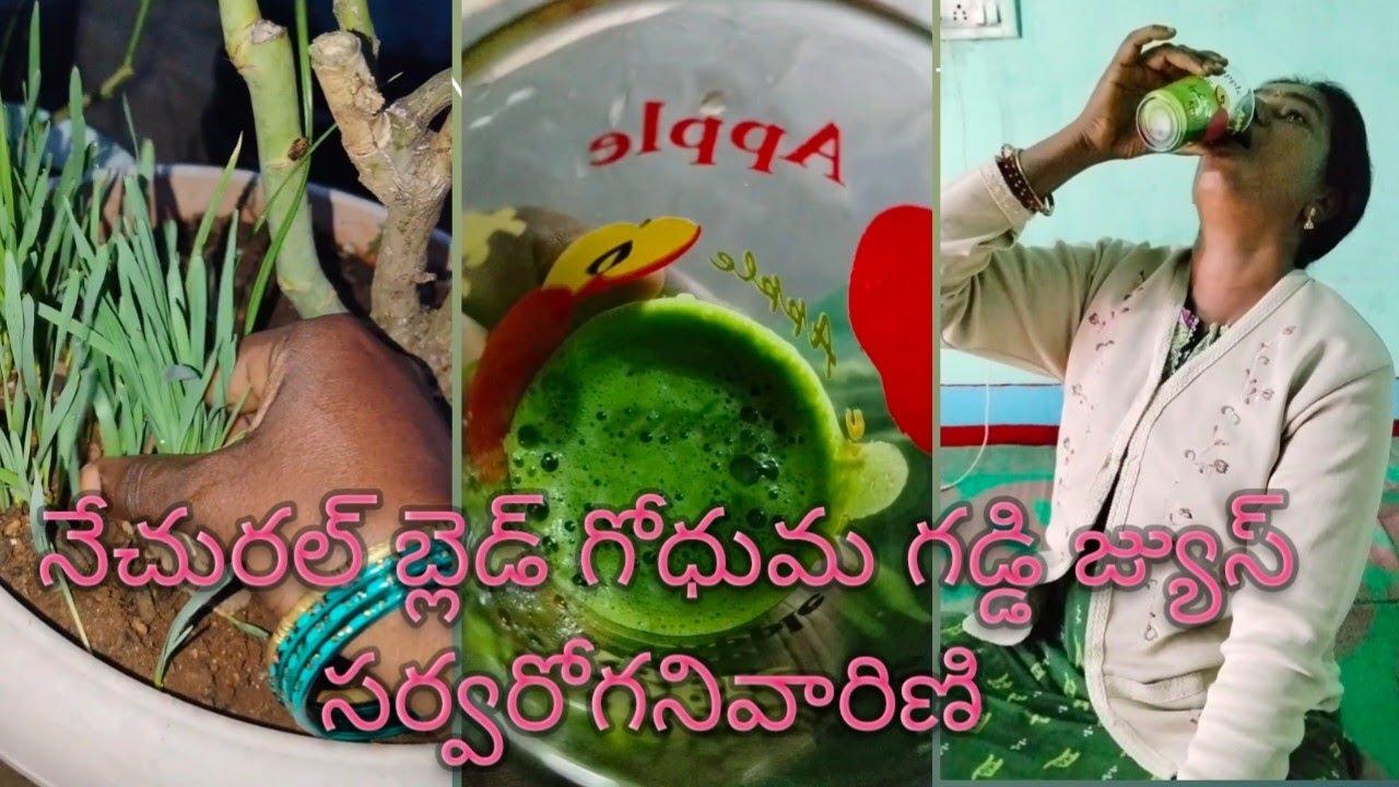 godhuma gaddi జ్యూస్# benefits #గోధుమ గడ్డి జ్యూస్ yala cheyyali ...