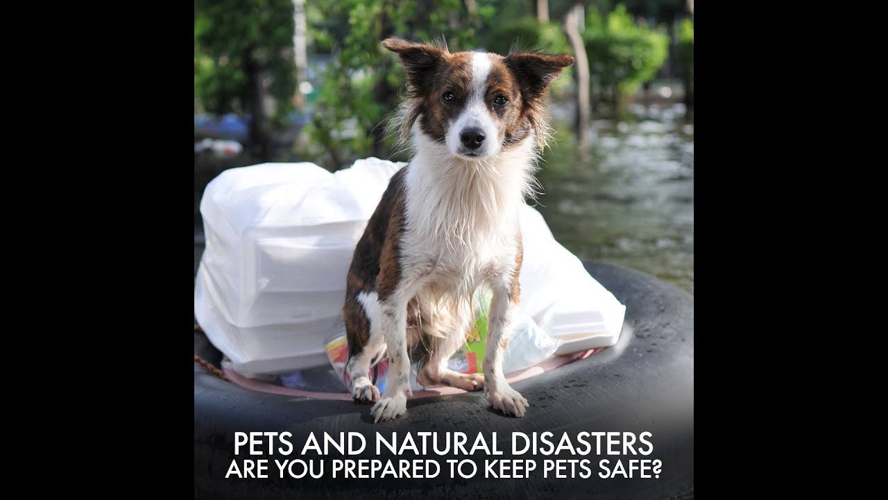 Animals in Disasters | Disaster Preparedness Checklist for Pets - YouTube