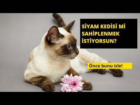Siyam Kedileri Hakkında Bilmeniz Gerekenler