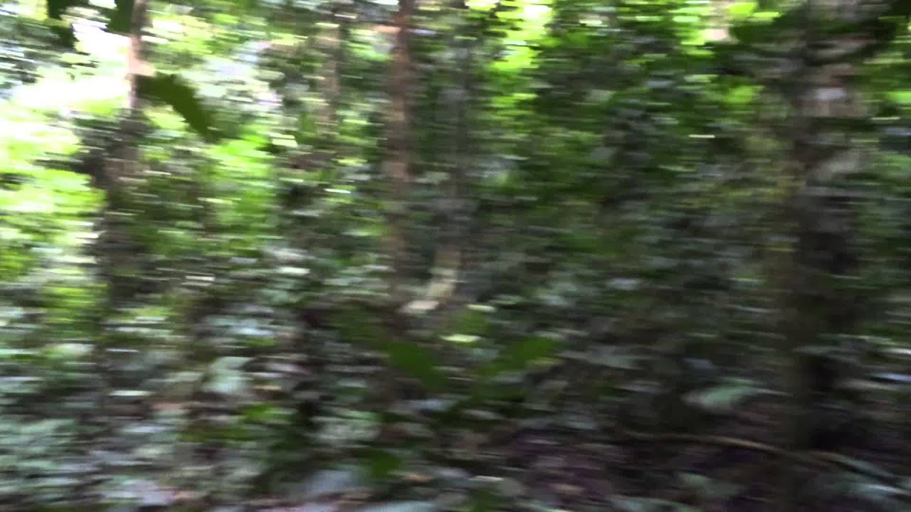 Ba'Aka net hunting in the Central African Republic - YouTube