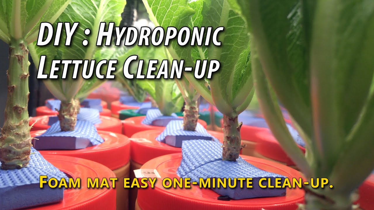 DIY: Hydroponic Lettuce - One-Minute Post-Harvest Clean-up. This Is ...