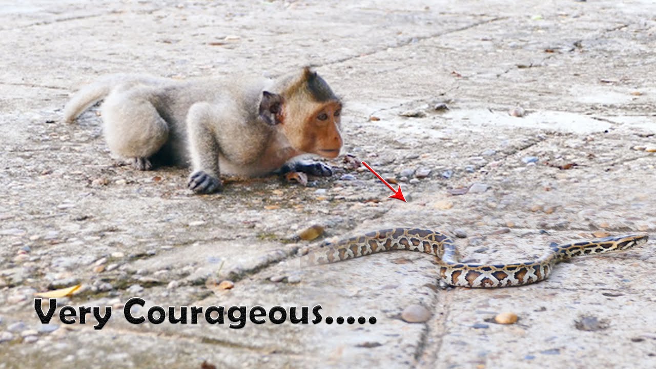 Very Incredible...Adorable Boy Monkey Martin Follows The Python More ...