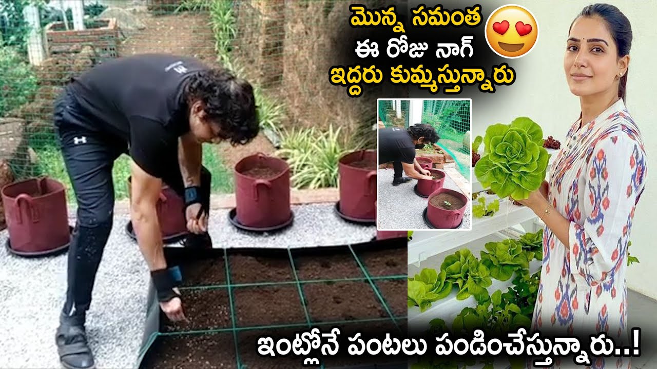 Akkineni Nagarjuna HomeCrop on his Terrace Garden || Samantha ...