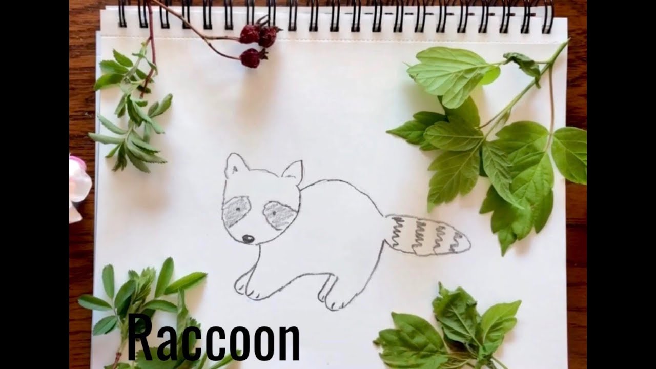 One Minute Woodland Animals, Part 6, Raccoon, Little Woods Art - YouTube