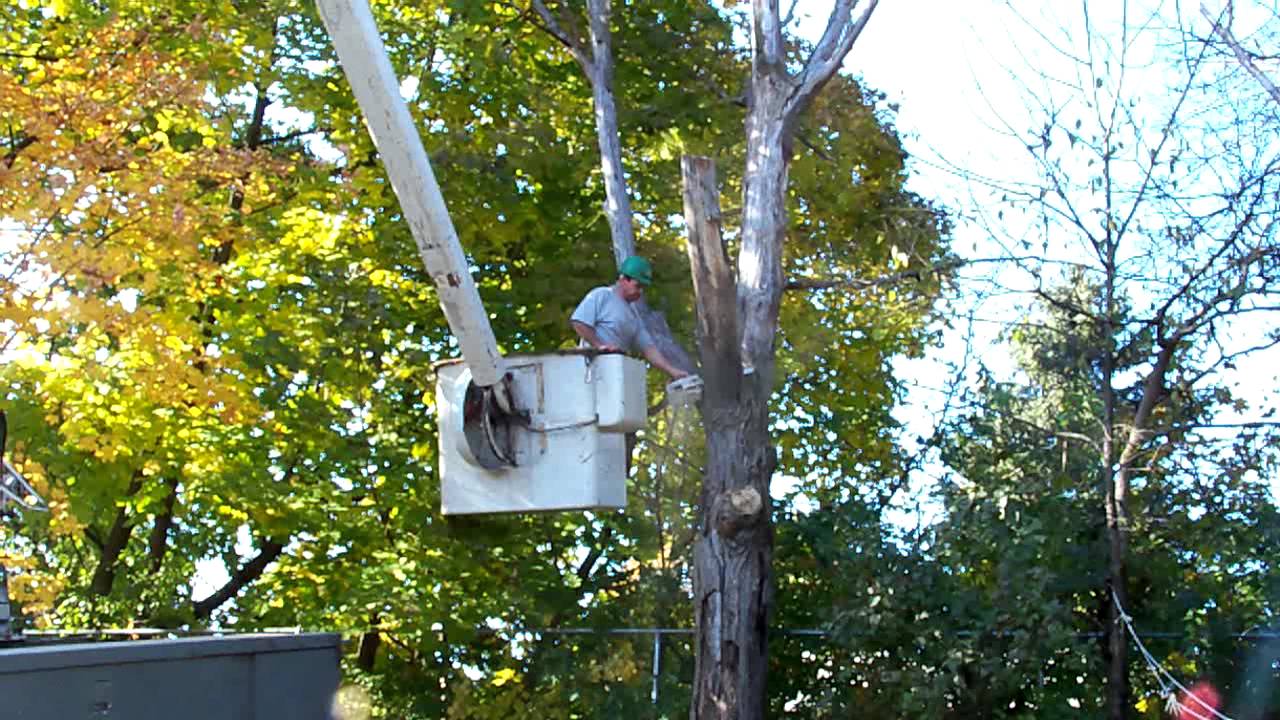 Tree Removal 6 - YouTube