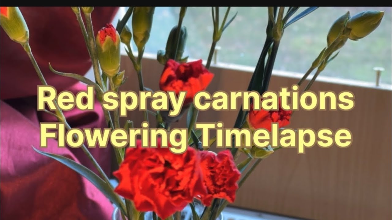 Red Spray Carnations bought in store flowering Timelapse over 3 days # ...