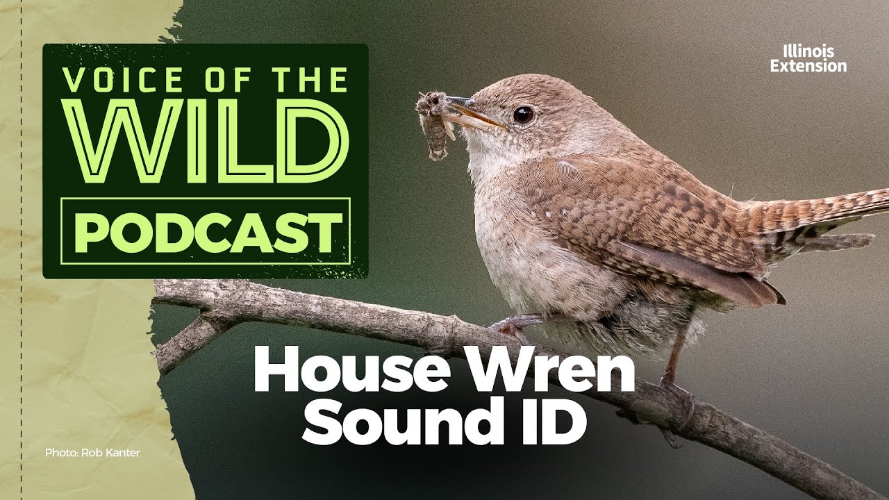 House Wren Bird Sound