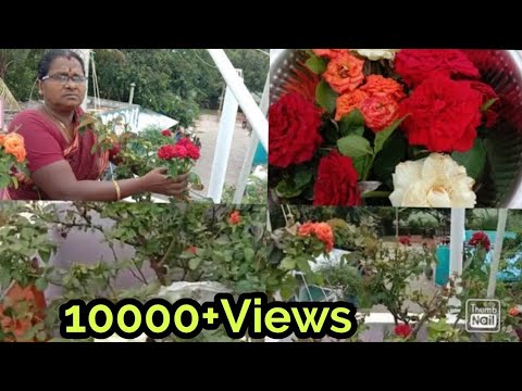 மாடித்தோட்டம் அமைப்பது எப்படி/Maadi Thottam part 3/How to make Rose ...