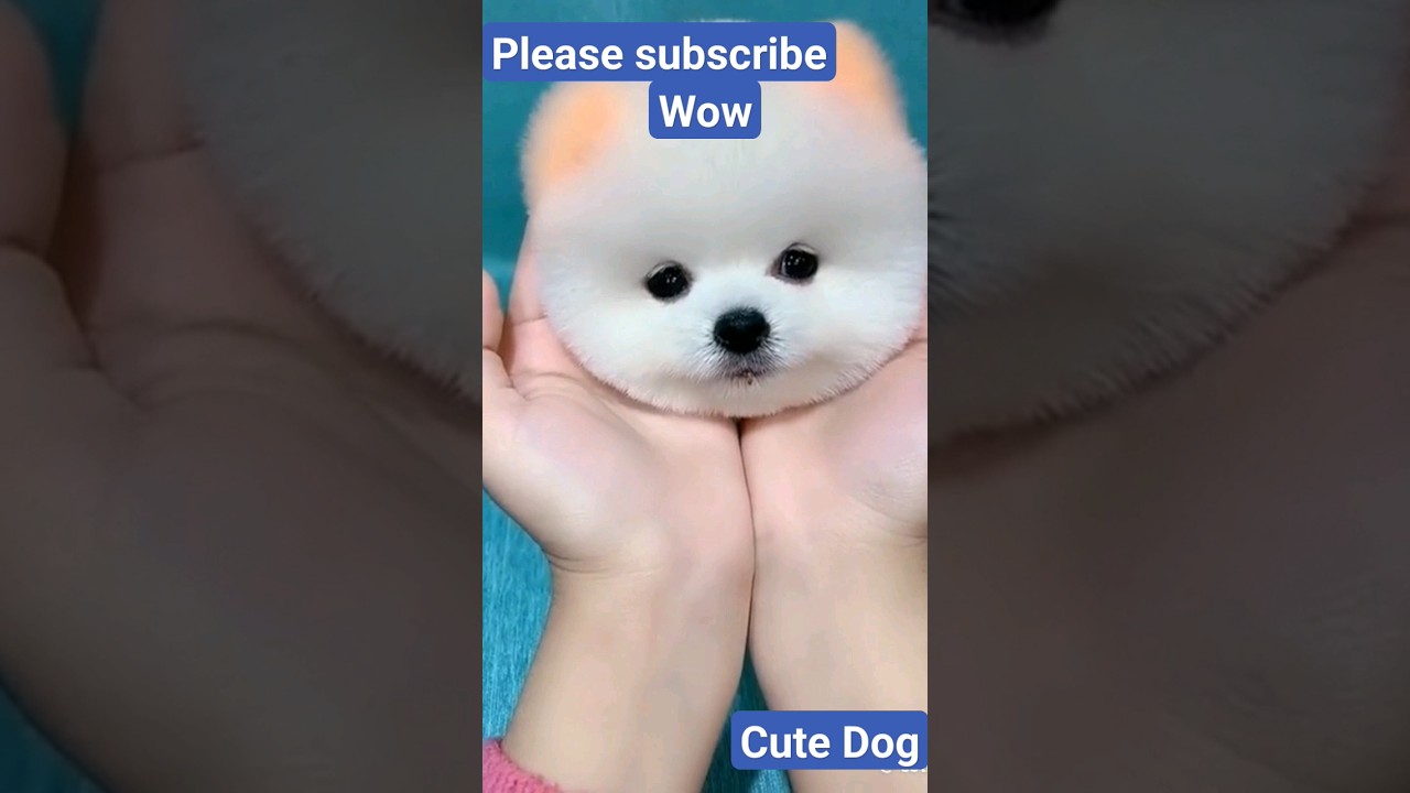 WOW VERY MUCH CUTE DOG # Mr beast # noni gopal # - YouTube