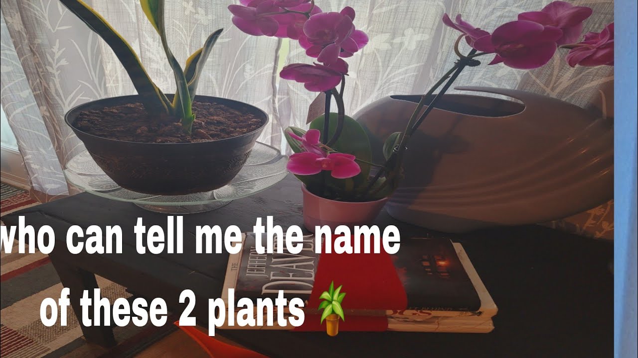 Who can tell me the name of these 2 plants 🪴 😅 - YouTube