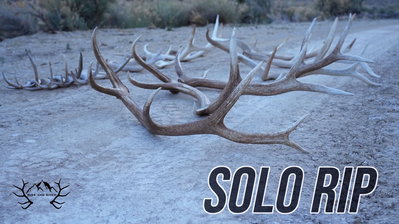 SOLO RIP: ELK SHED HUNTING 2025 - YouTube