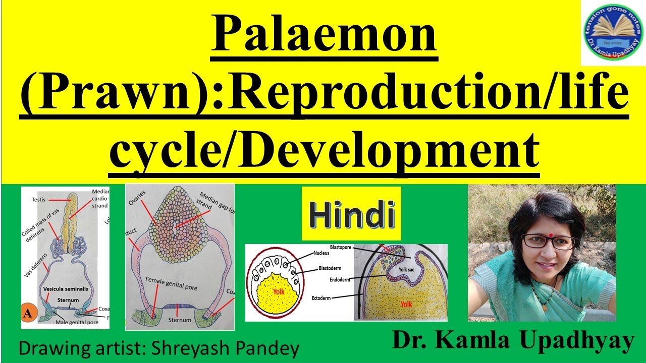 #Reproduction of prawn #Palaemon life cycle #Development in Palaemon # ...