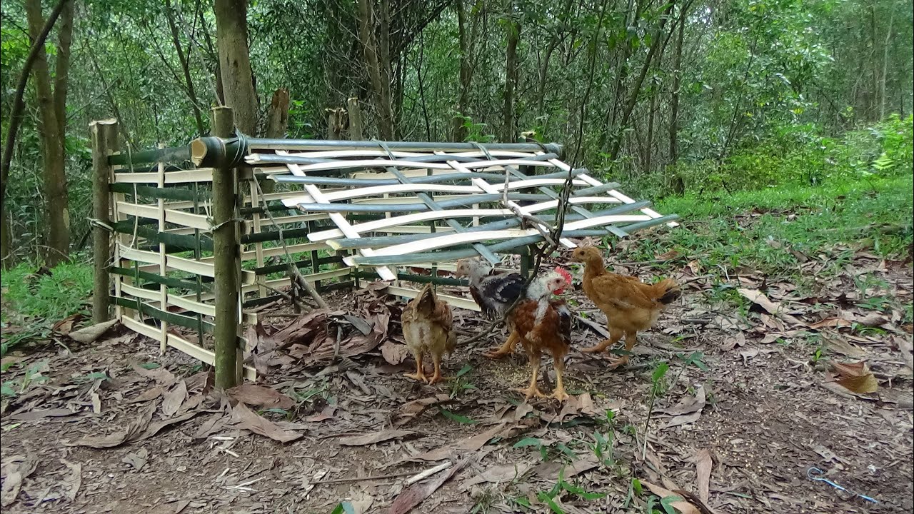 Primitive Life - Most Simple Chick Trap Of Smart Girl | Chicken Trap ...