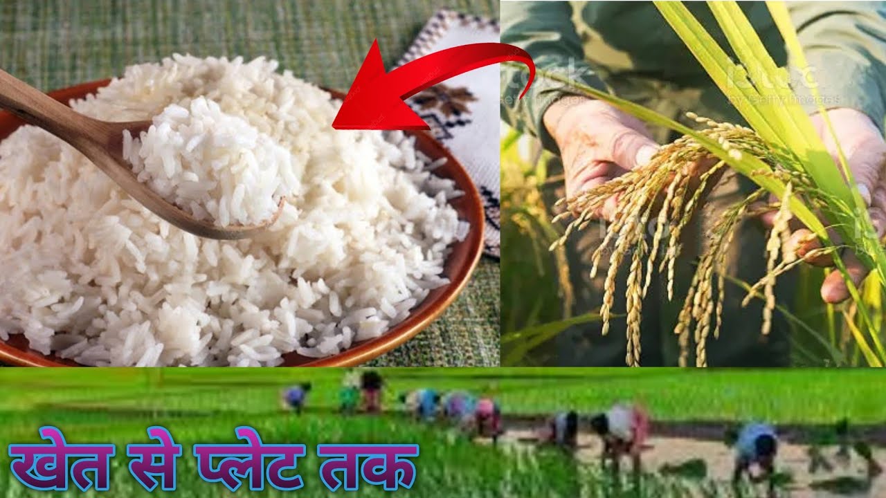 paddy harvesting | paddy plant cutting | paddy farming | village ...