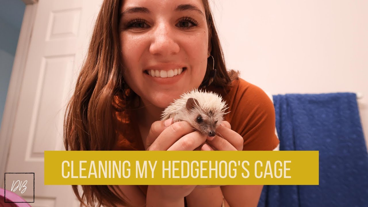 Cleaning My Hedgehog's Cage - YouTube